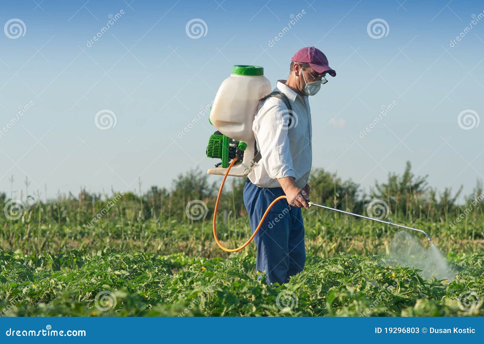 Man spraying vegetables stock image. Image of growth - 19296803