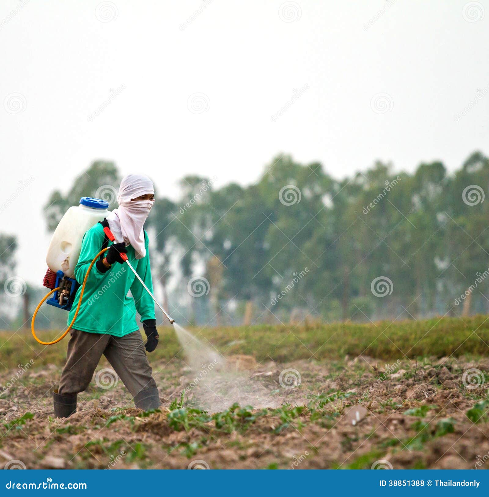 Man Spraying Vegetables in the Garden Stock Photo - Image of cultivated ...
