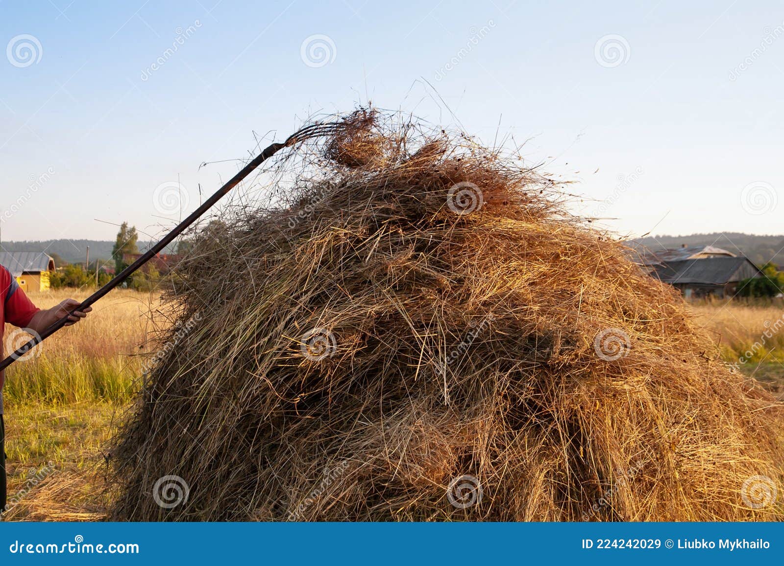 A Man Stacks Hay into a Pile with a Pitchfork. Stock Image - Image of ...