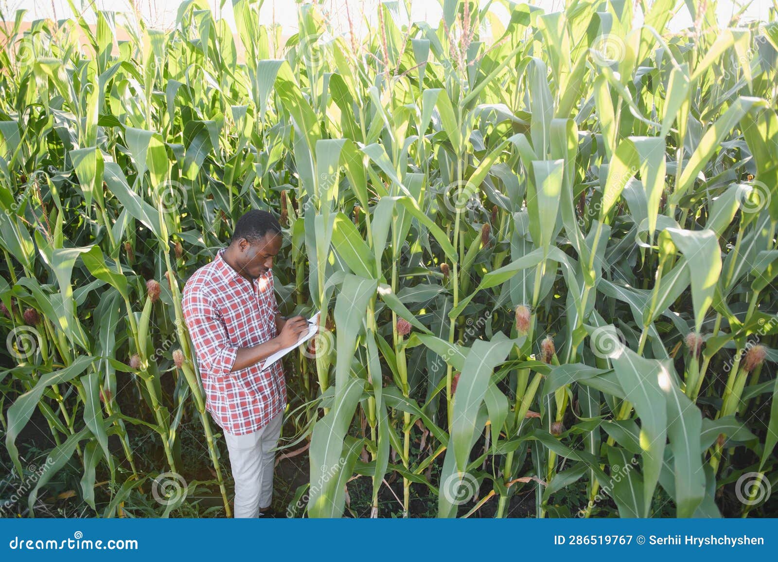 A Man Standing in a Field of Corn, on an Organic Farm. Stock Image ...
