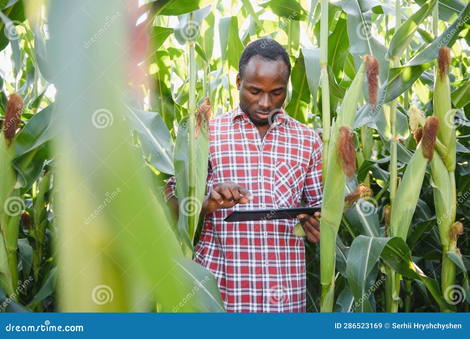 A Man Standing in a Field of Corn, on an Organic Farm. Stock Image ...