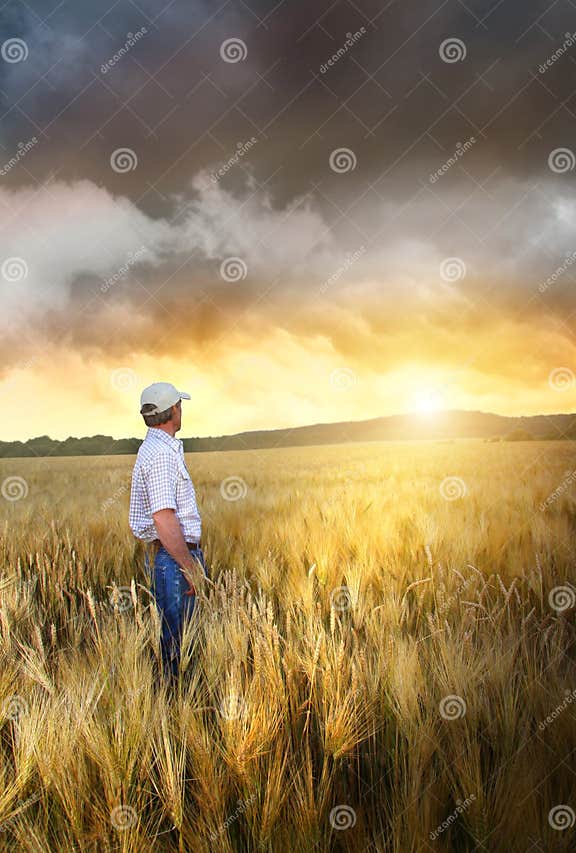 Man Standing in a Field of Wheat Stock Image - Image of country, male ...