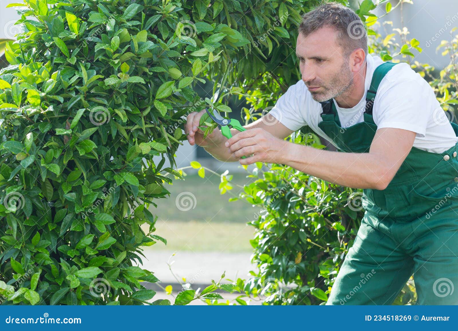 Man Standing in Garden Pruning Shrub Stock Image - Image of routine ...