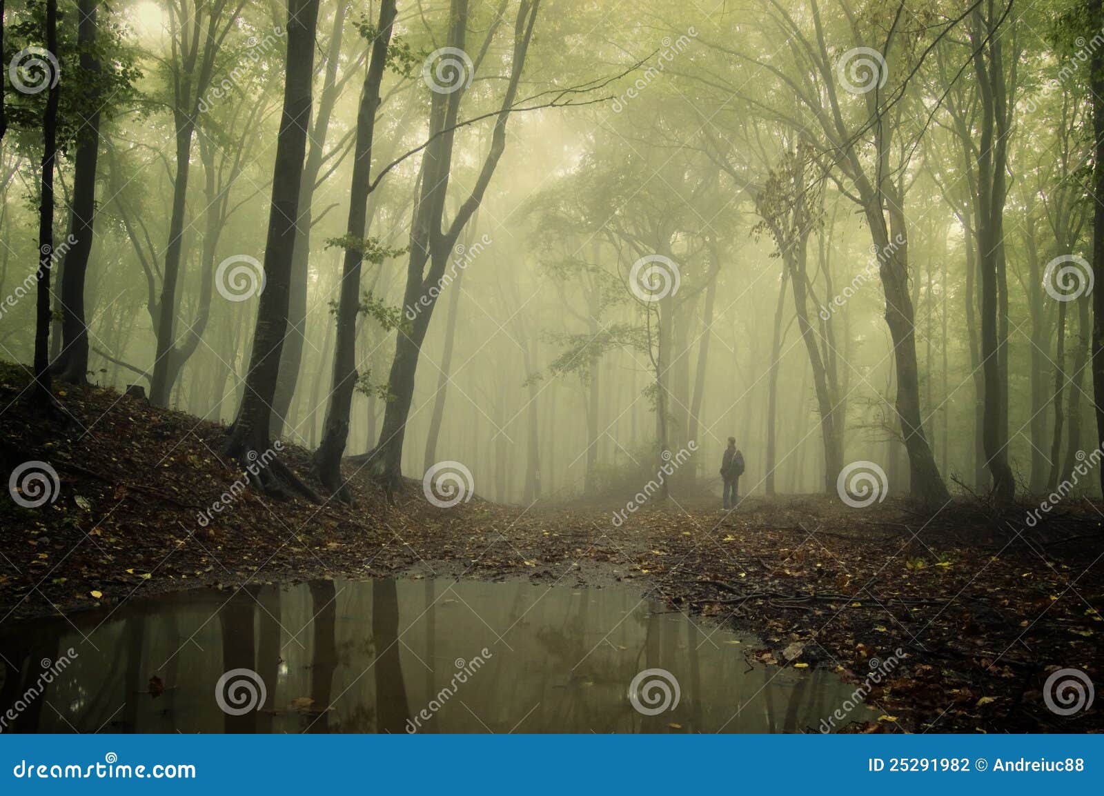 Man Standing in a Green Forest with Fog and Trees Stock Photo - Image ...