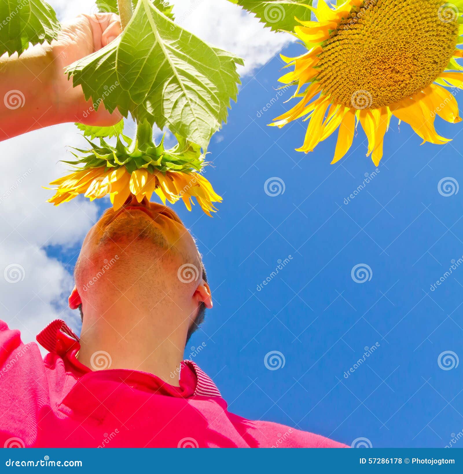 Man Standing in a Sun Flower Field - Low Perspective Stock Photo ...