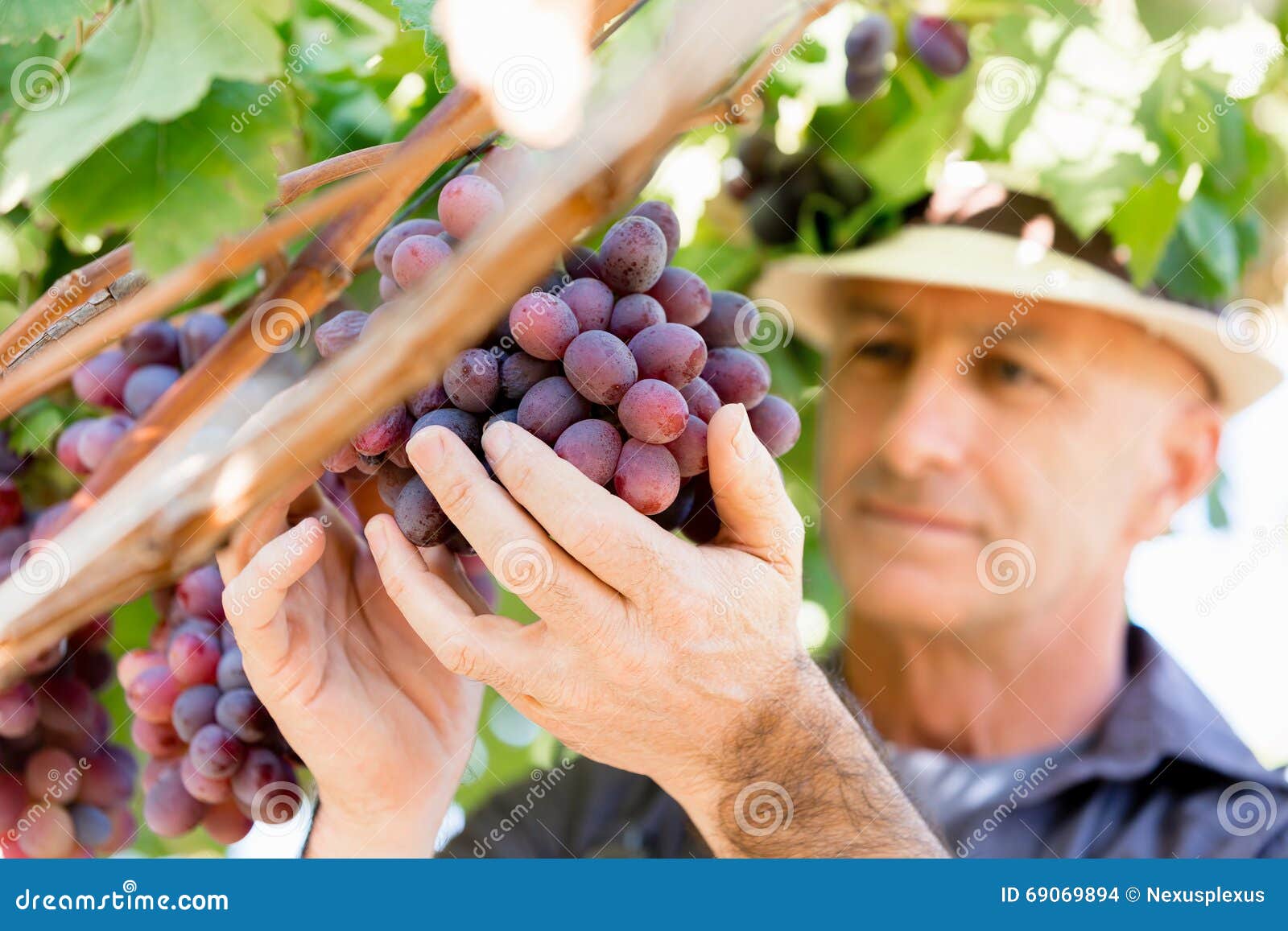 Man standing in vineyard stock photo. Image of caucasian - 69069894
