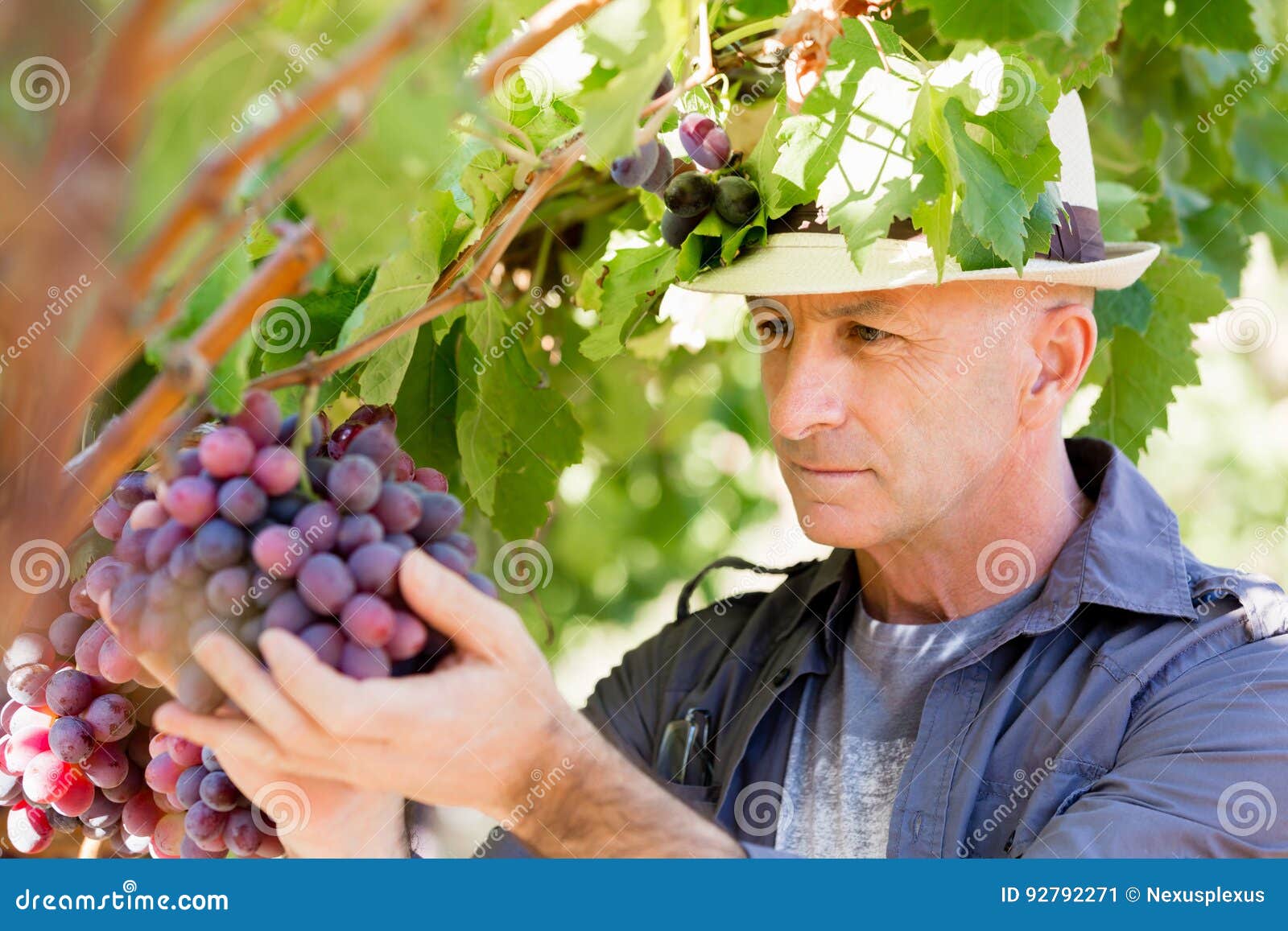 Man standing in vineyard stock image. Image of landscape - 92792271