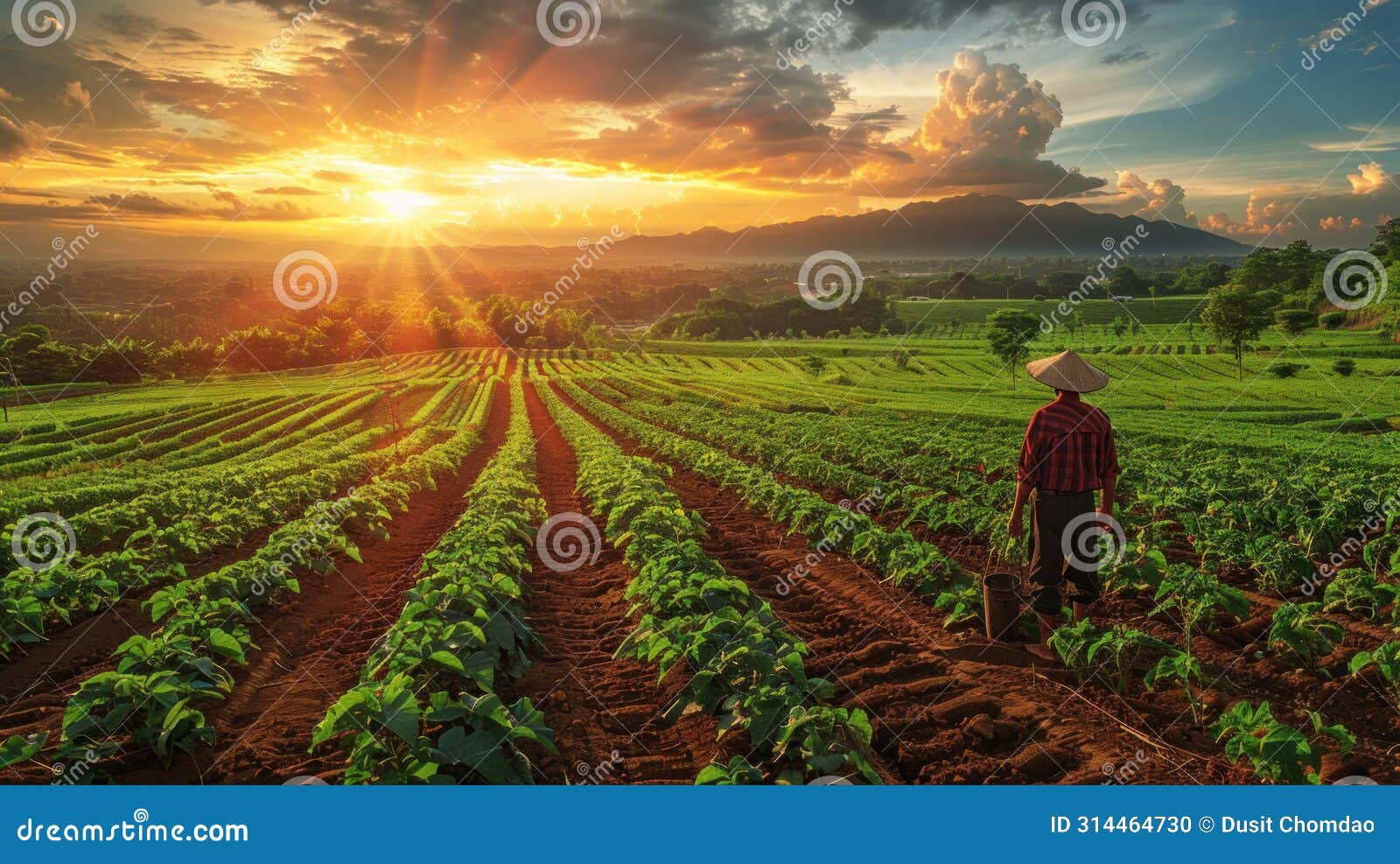 A Man Stands in a Field of Crops with the Sun Shining on Him Stock ...