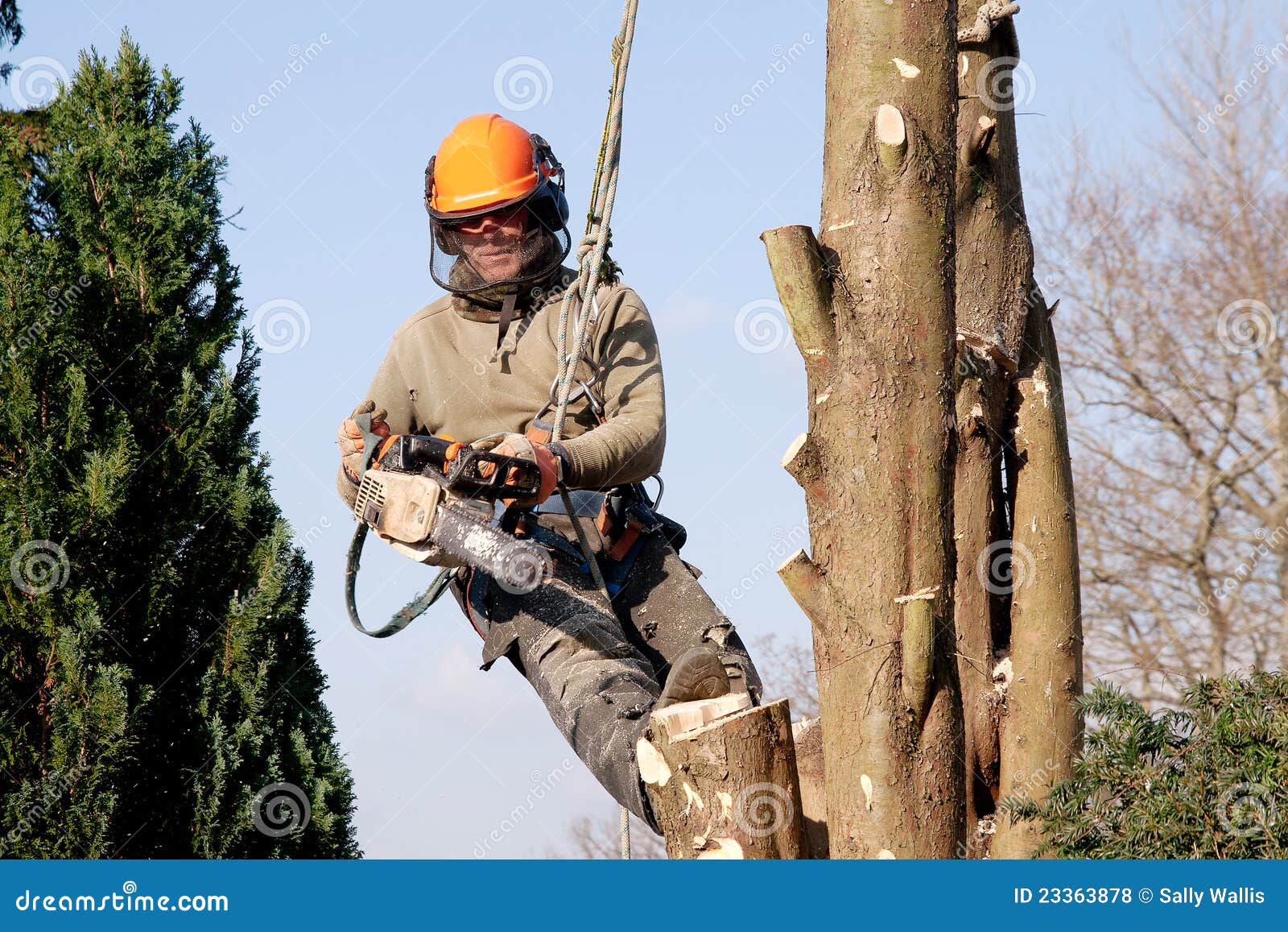 Man starting chainsaw stock photo. Image of harness, conifer - 23363878