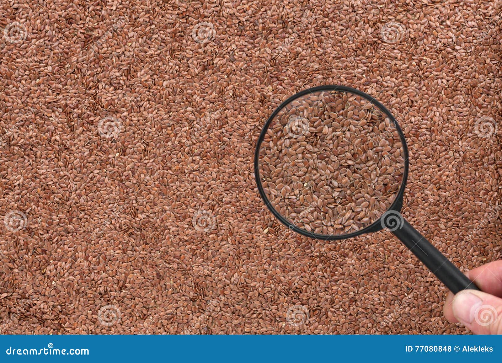 Man Studies the Flax Seeds through a Magnifying Glass Stock Photo ...