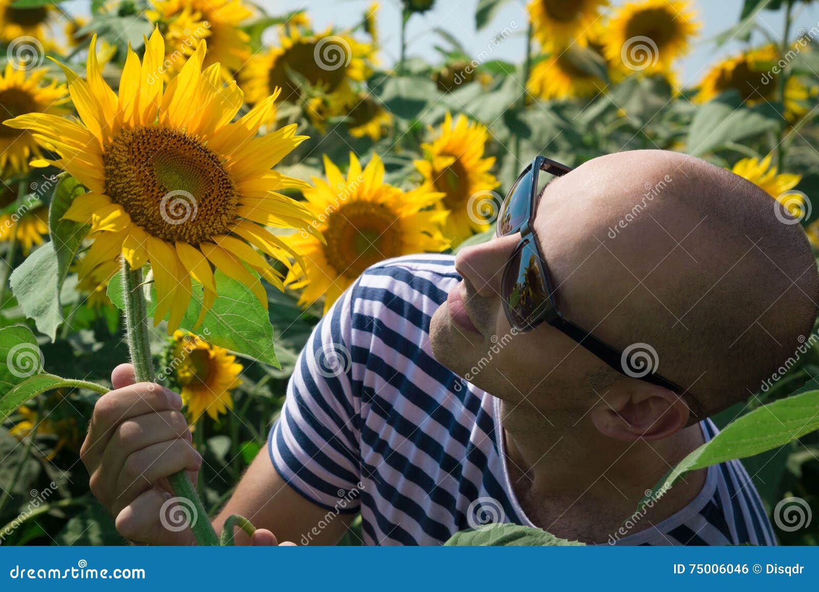 Man in Sunflower Field in Summertime Stock Photo - Image of field ...