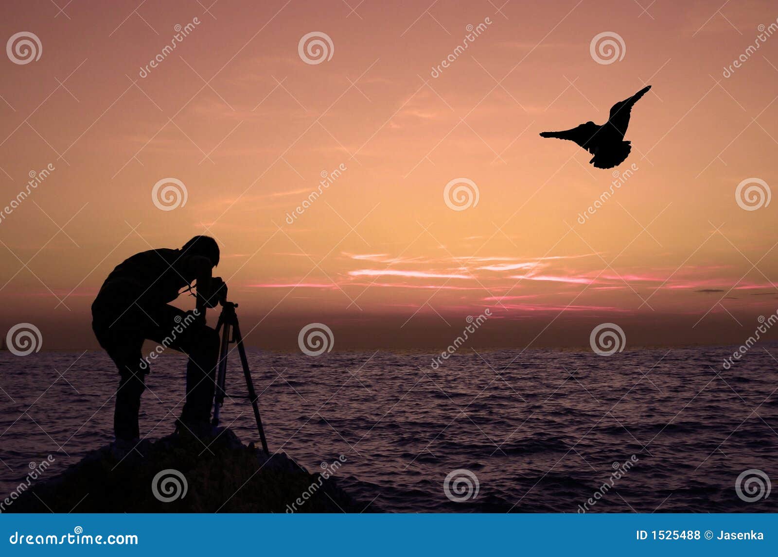 Man, sunset and seagull stock photo. Image of spring, dawn - 1525488