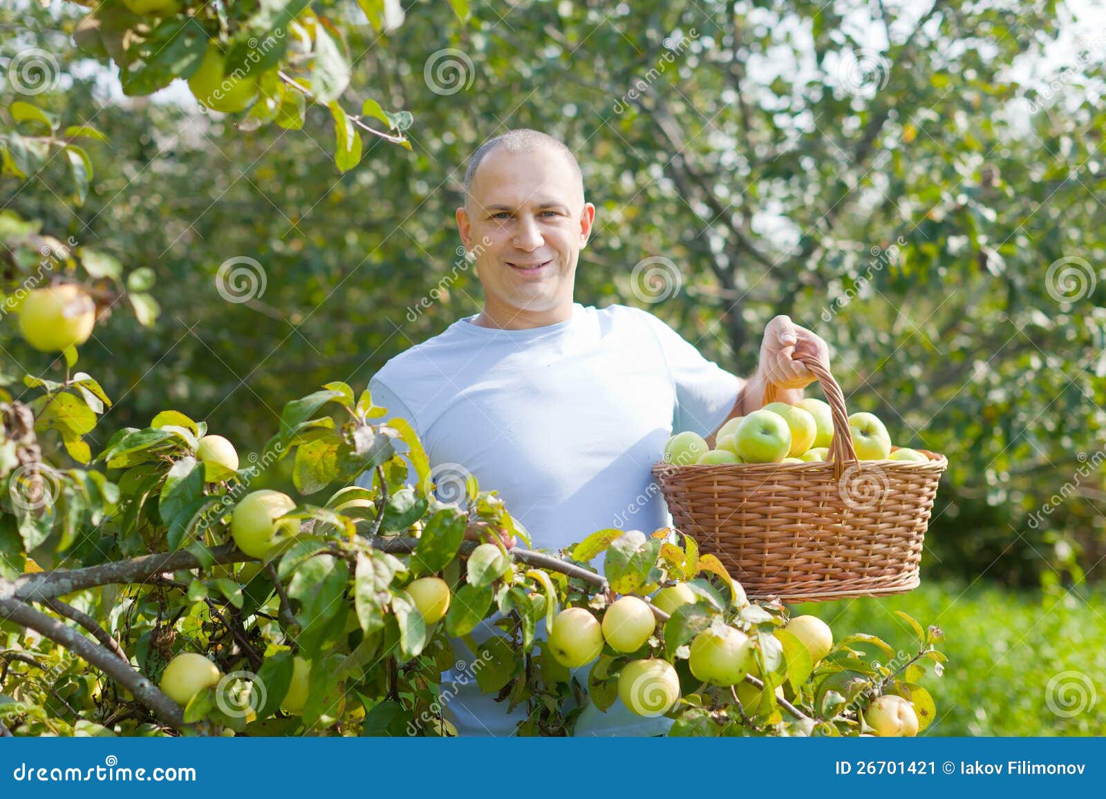 Man Surrounded by Apple Trees Stock Image - Image of garden, male: 26701421
