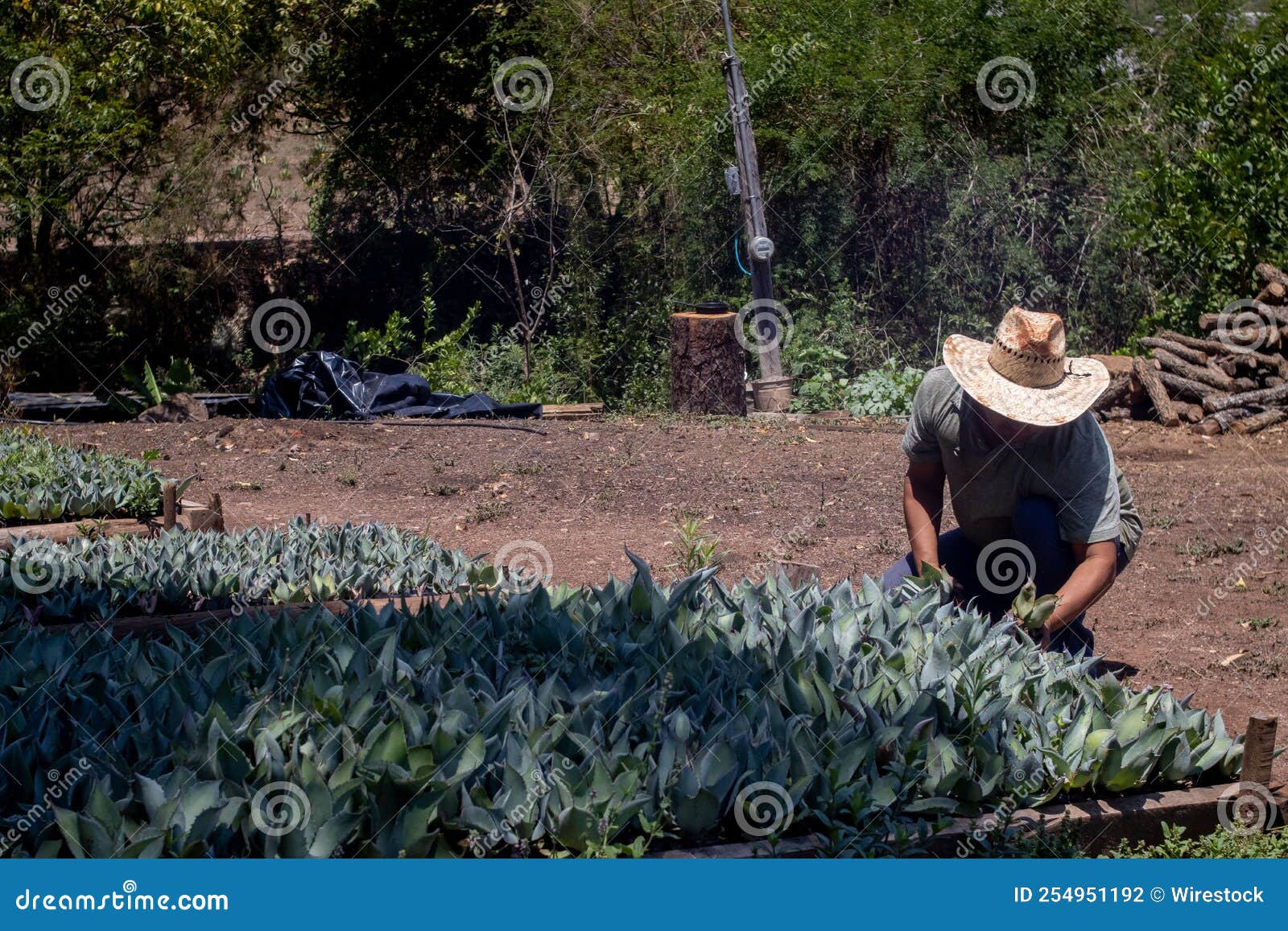 Man Taking Care of the Agave Plants in a Farm Stock Photo - Image of ...