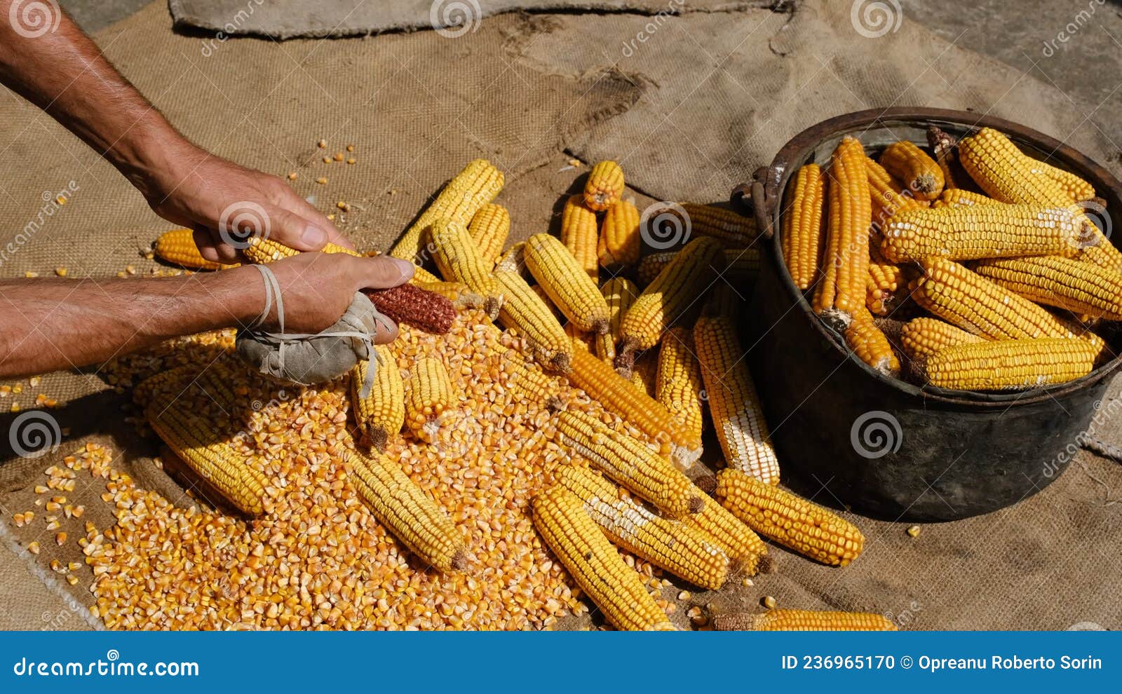 A Man Taking Corn Off the Cob with an Old Tool Stock Footage - Video of ...