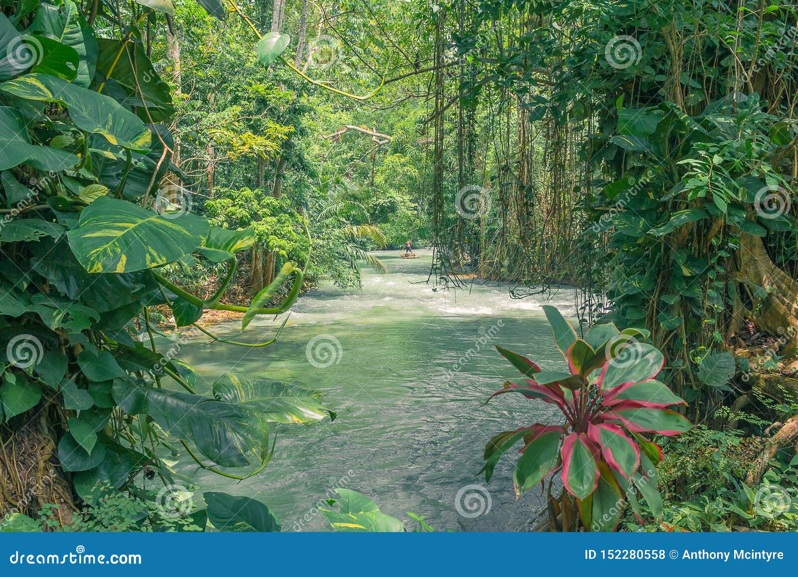 Man Taking a Gentle River Raft through the Rain Forest Stock Photo ...