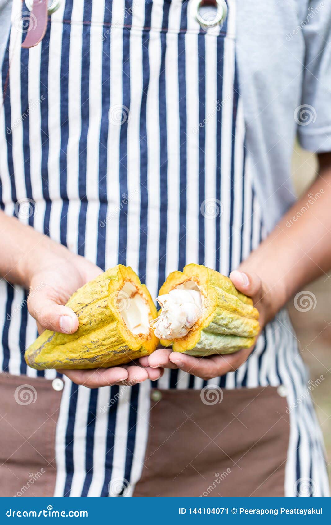 Man Taking Out Beans from Open Cocoa Pod Stock Image - Image of exotic ...