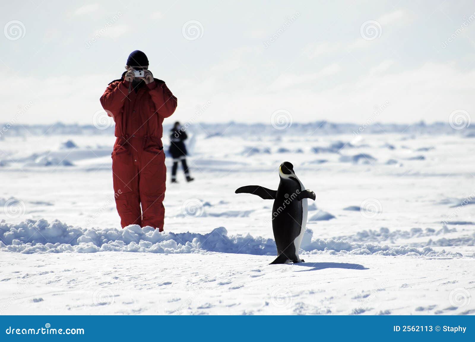 Man Taking Penguin Pictures Stock Image - Image of antarctic, enjoy ...