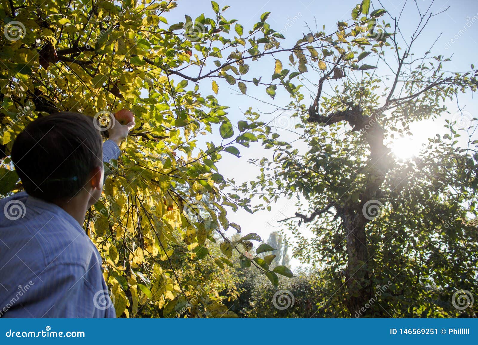 Man Tears an Apple from a Tree Stock Image - Image of green, farmland ...