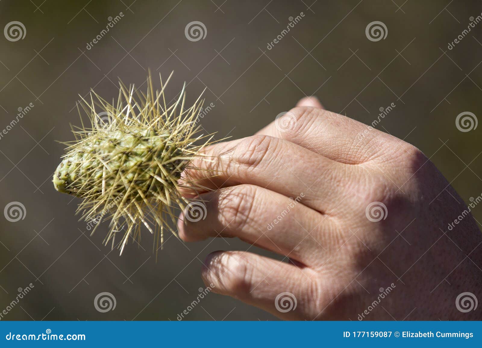 Teddy Bear Cholla Injury