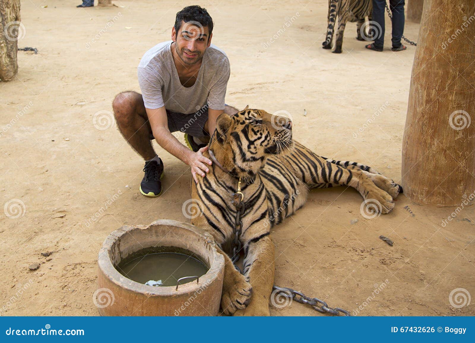 Man in Tiger Temple in Thailand Stock Photo - Image of dangerous ...