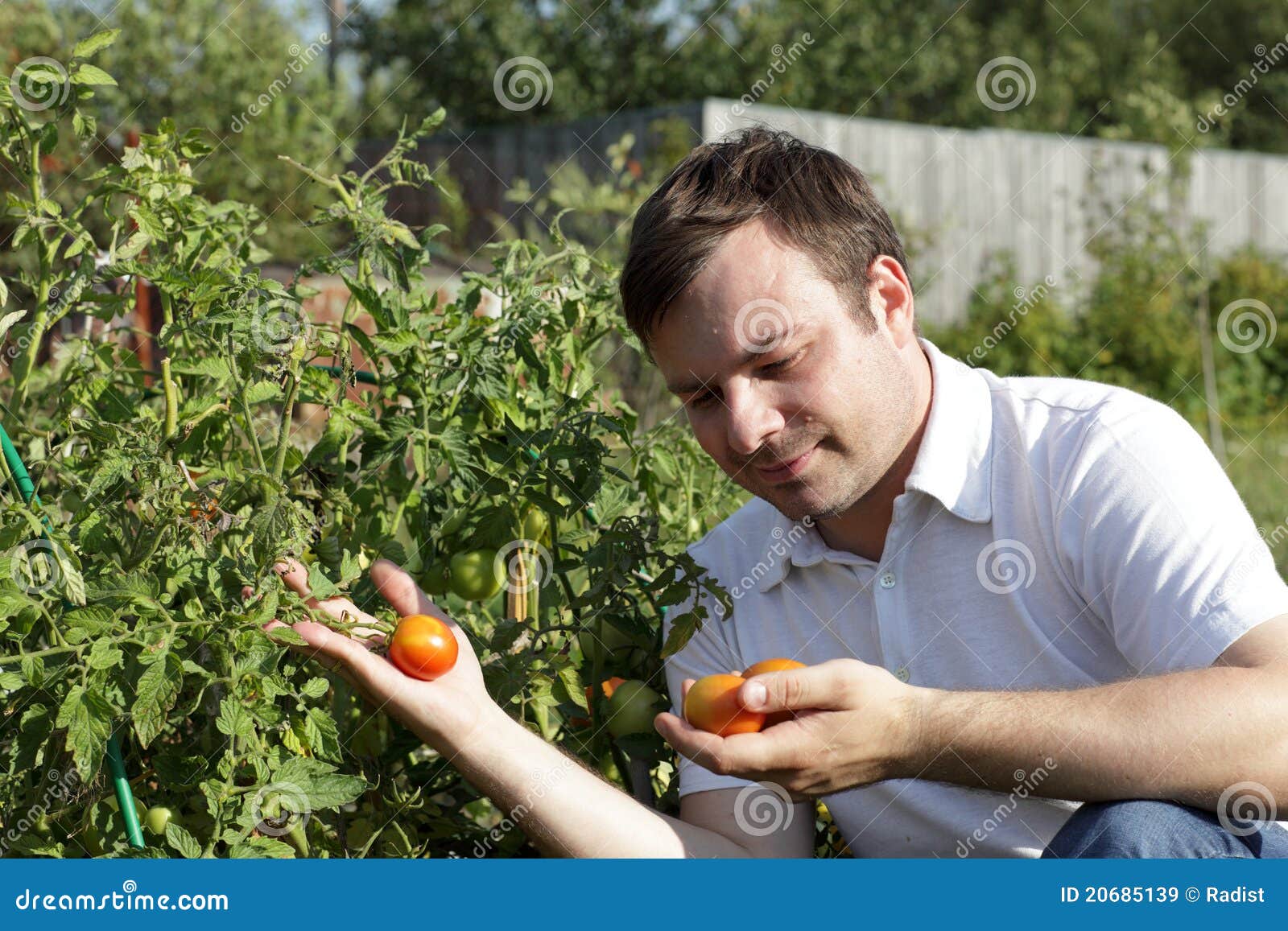 Man with tomatoes stock image. Image of healthy, hands - 20685139