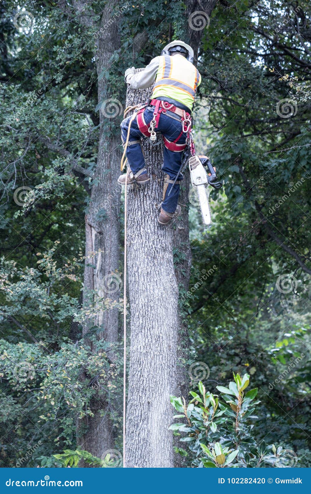 Man Topping Tree editorial image. Image of equipment - 102282420