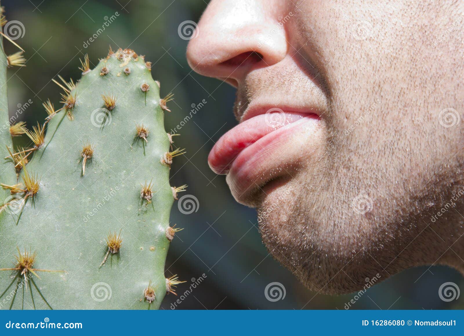 Man touching cactus stock photo. Image of extreme, nature - 16286080