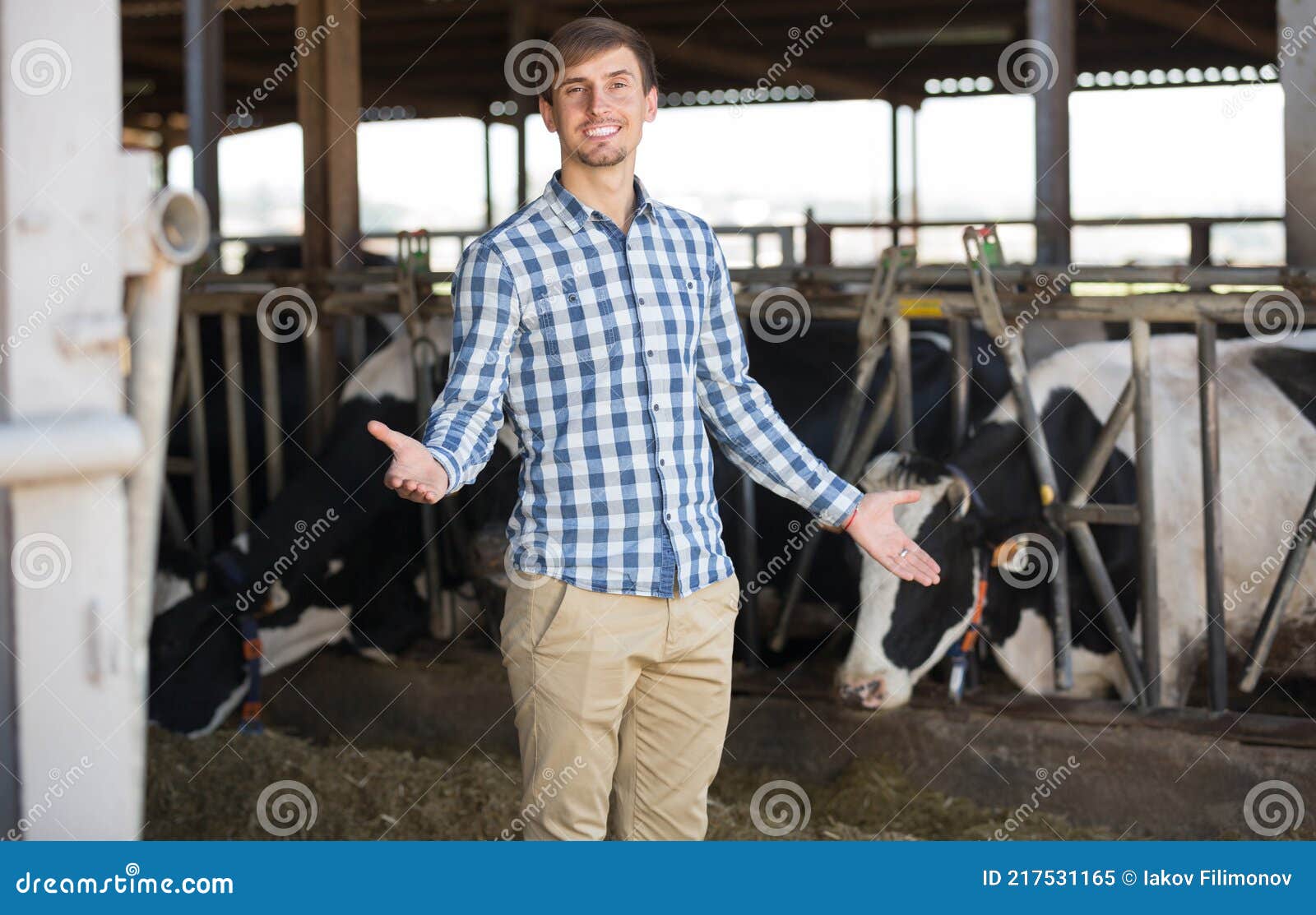 Man Touching Cows in Cowshed Stock Image - Image of stall, touching ...