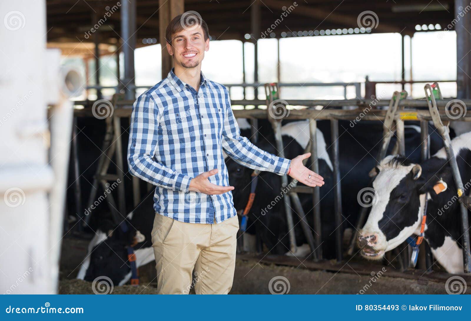 Man Touching Cows in Cowshed Stock Image - Image of farming, domestic ...