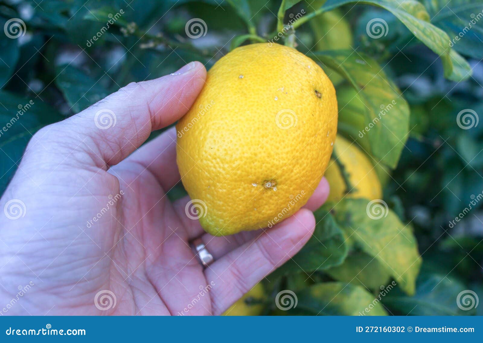 Man Touching a Lemon in a Tree Stock Photo - Image of harvesting, diet ...