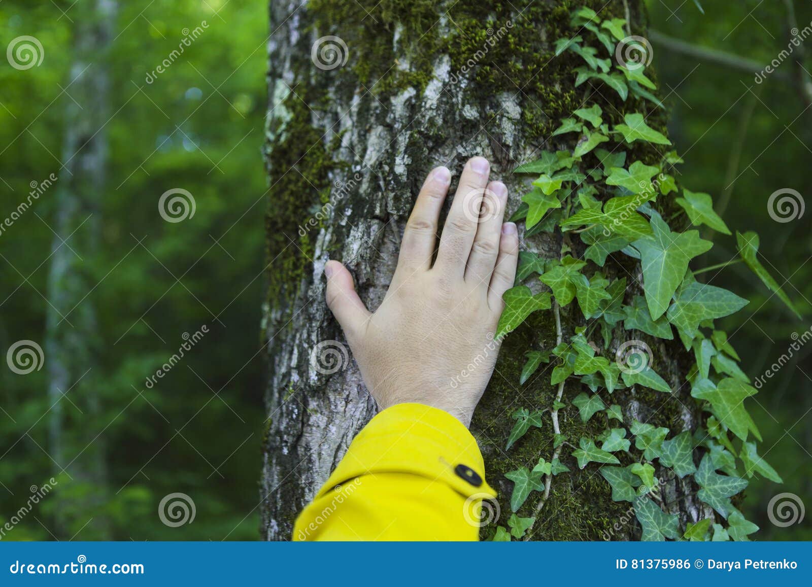 Man Touching Old Tree. Wild Nature Protection Concept Stock Photo ...