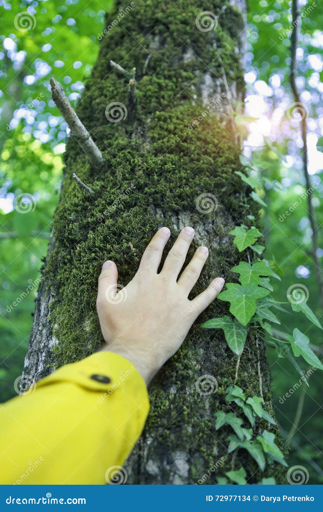 Man Touching a Tree in a Forest Stock Photo - Image of middle, hiking ...