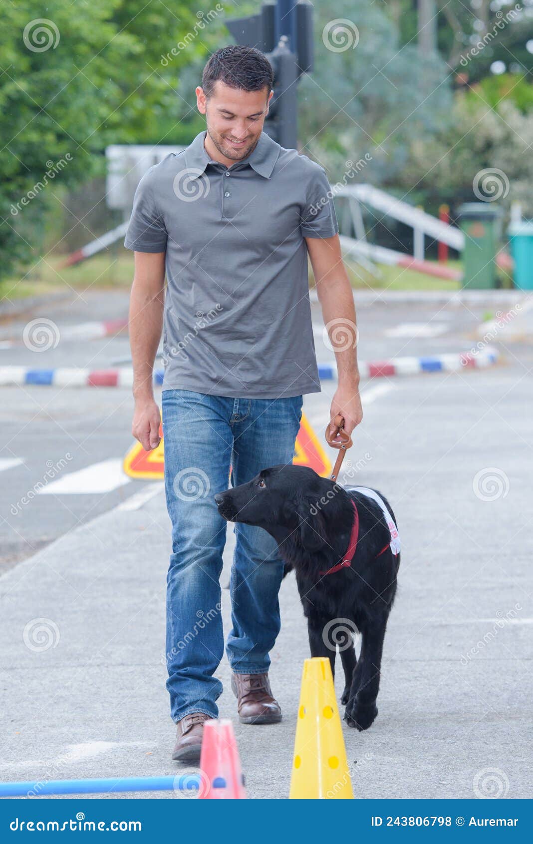 Man training dog stock photo. Image of therapy, trainer - 243806798