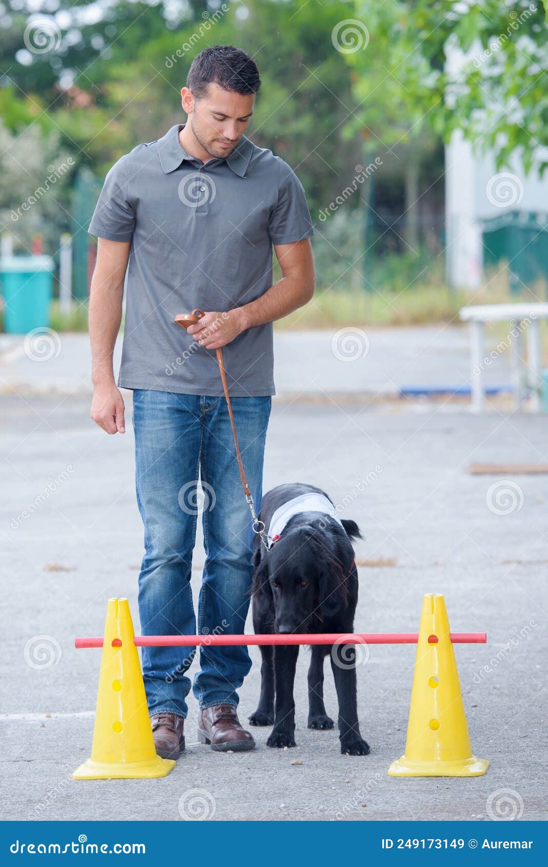 Man training dog stock image. Image of lover, caregiver - 249173149