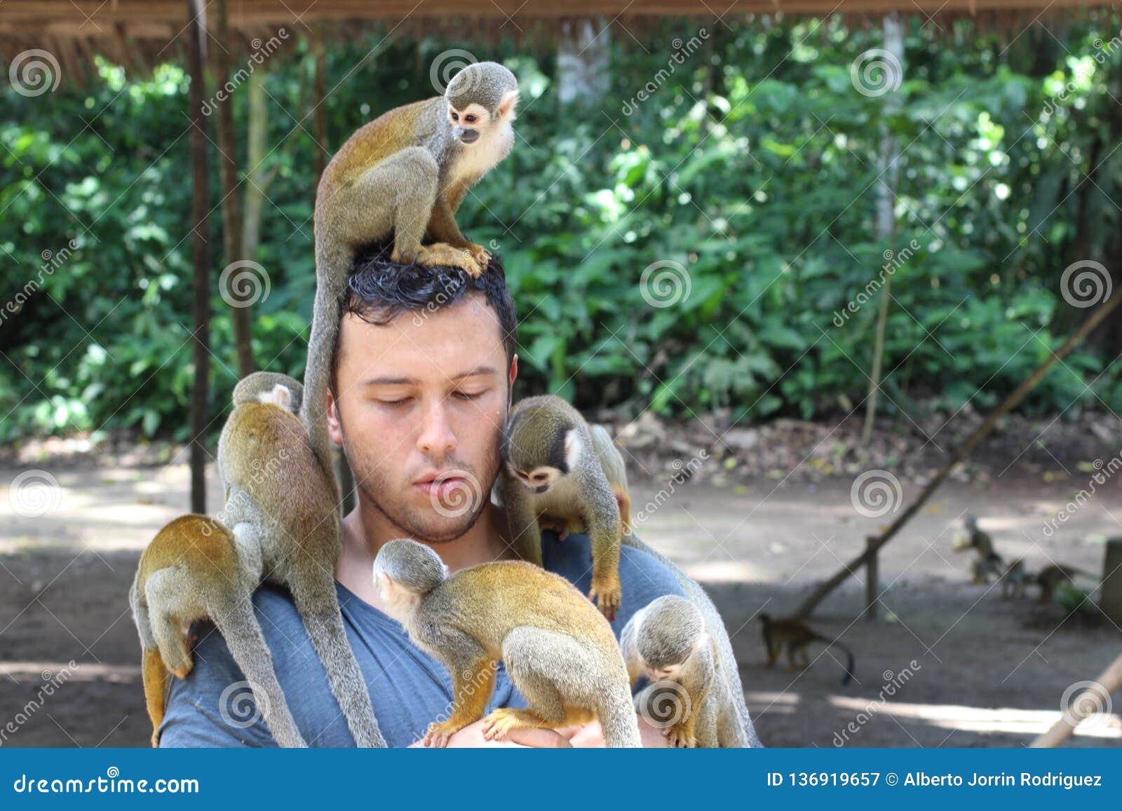 Man Training a Group of Monkeys Stock Image - Image of patience ...