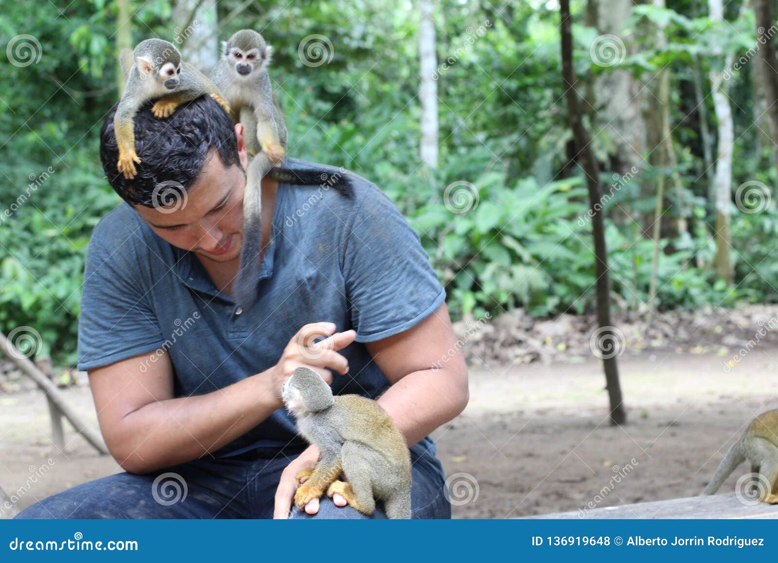 Man Training a Group of Monkeys Stock Photo - Image of mammal, amazonas ...