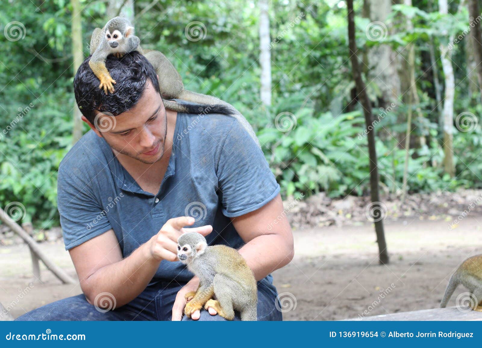 Man Training a Group of Titi Monkeys Stock Photo - Image of jungle ...