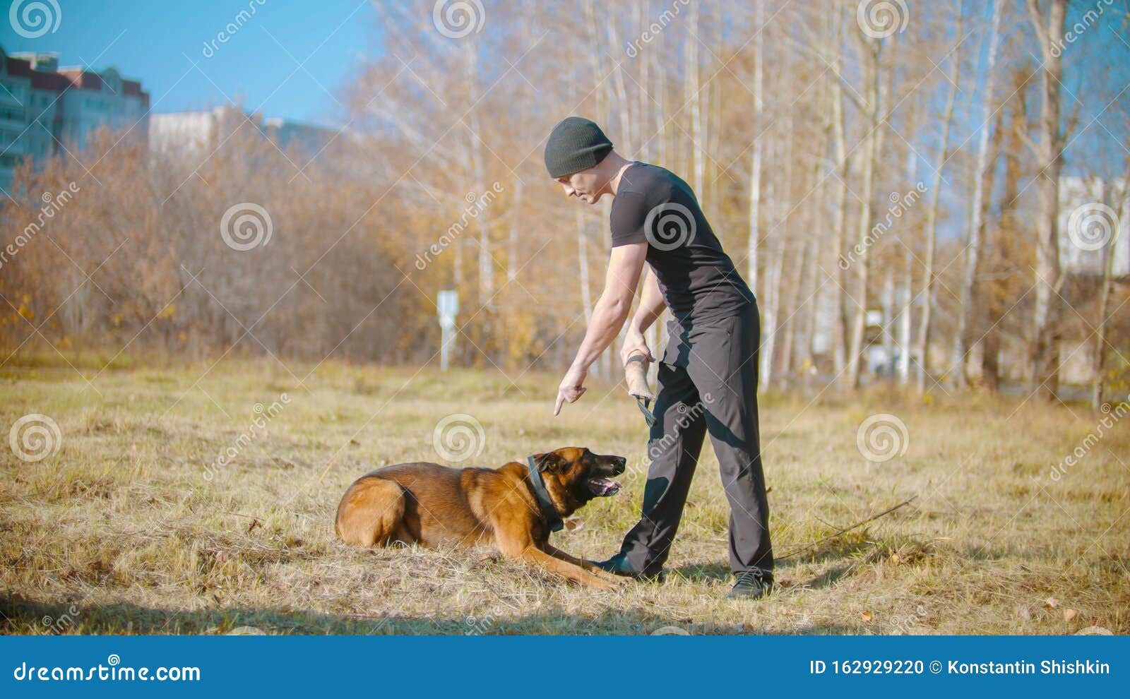 A Man Training His German Shepherd Dog To Sit on the Ground Stock Photo ...