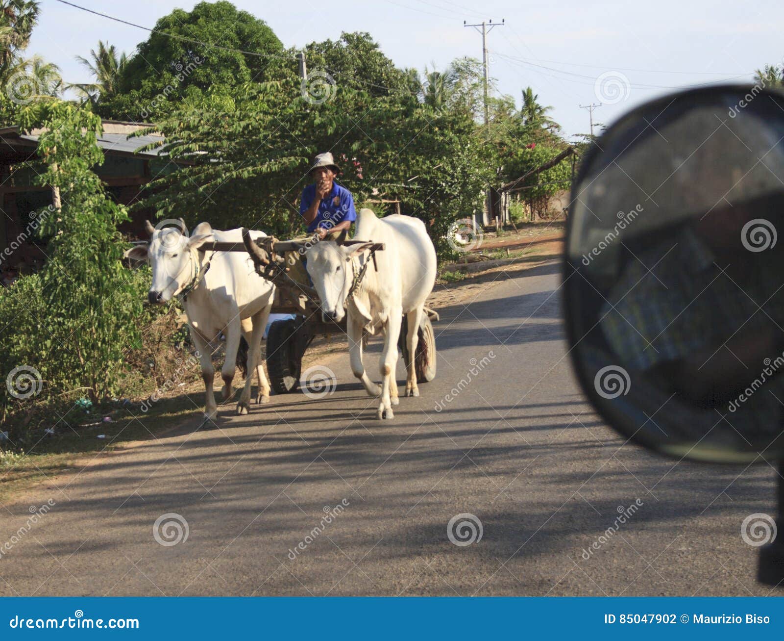 Man Transported by Two Cows in Malindi Editorial Photography - Image of ...