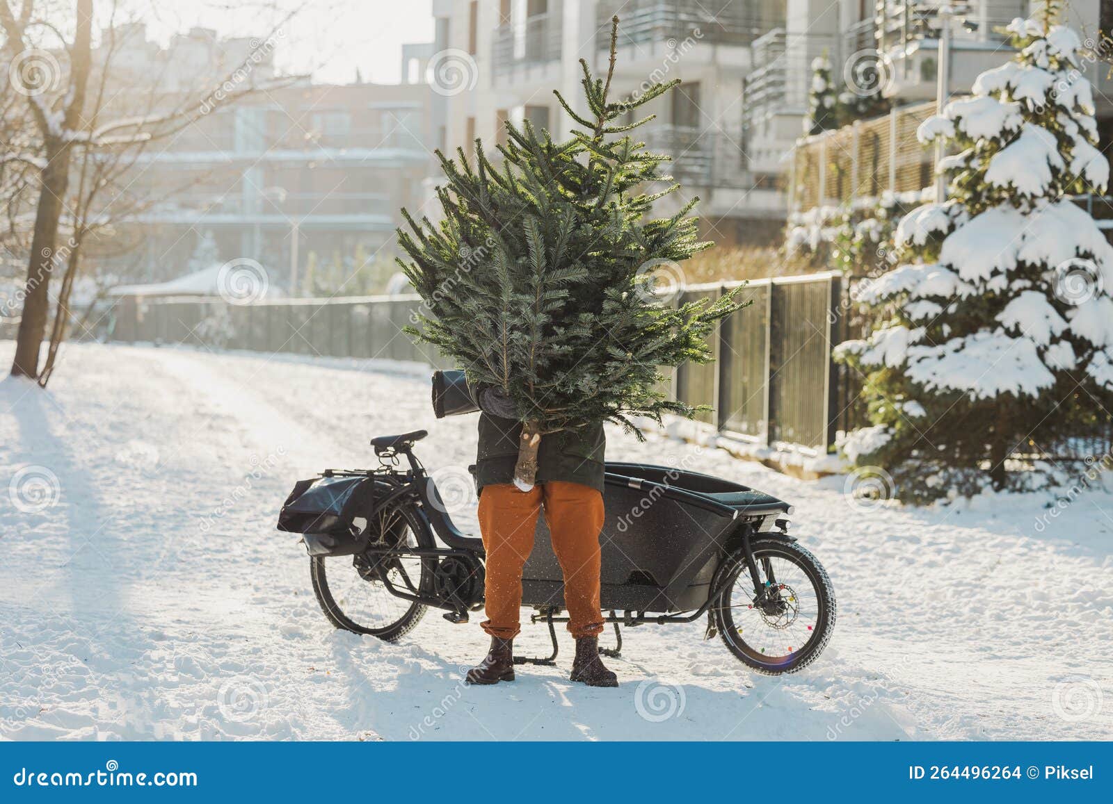 Man Transporting Christmas Tree on Cargo Bike Stock Photo - Image of ...