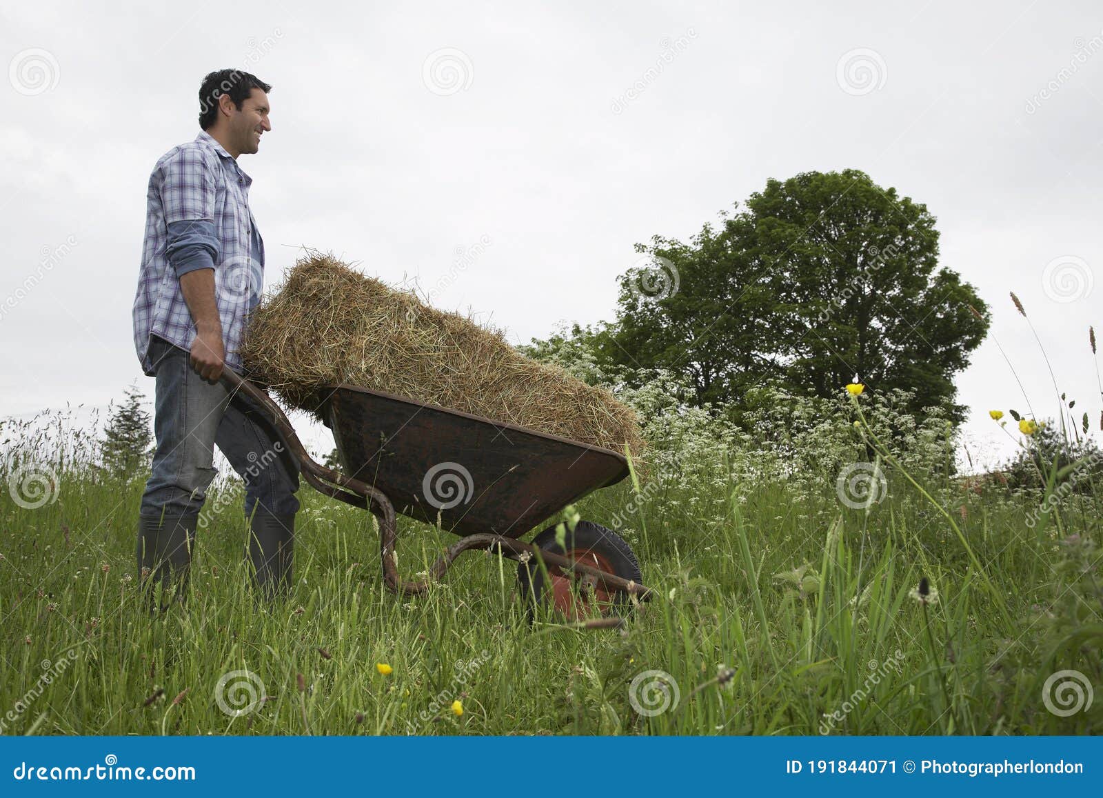 Man Transporting Hay in Wheelbarrow in Field Stock Image - Image of ...
