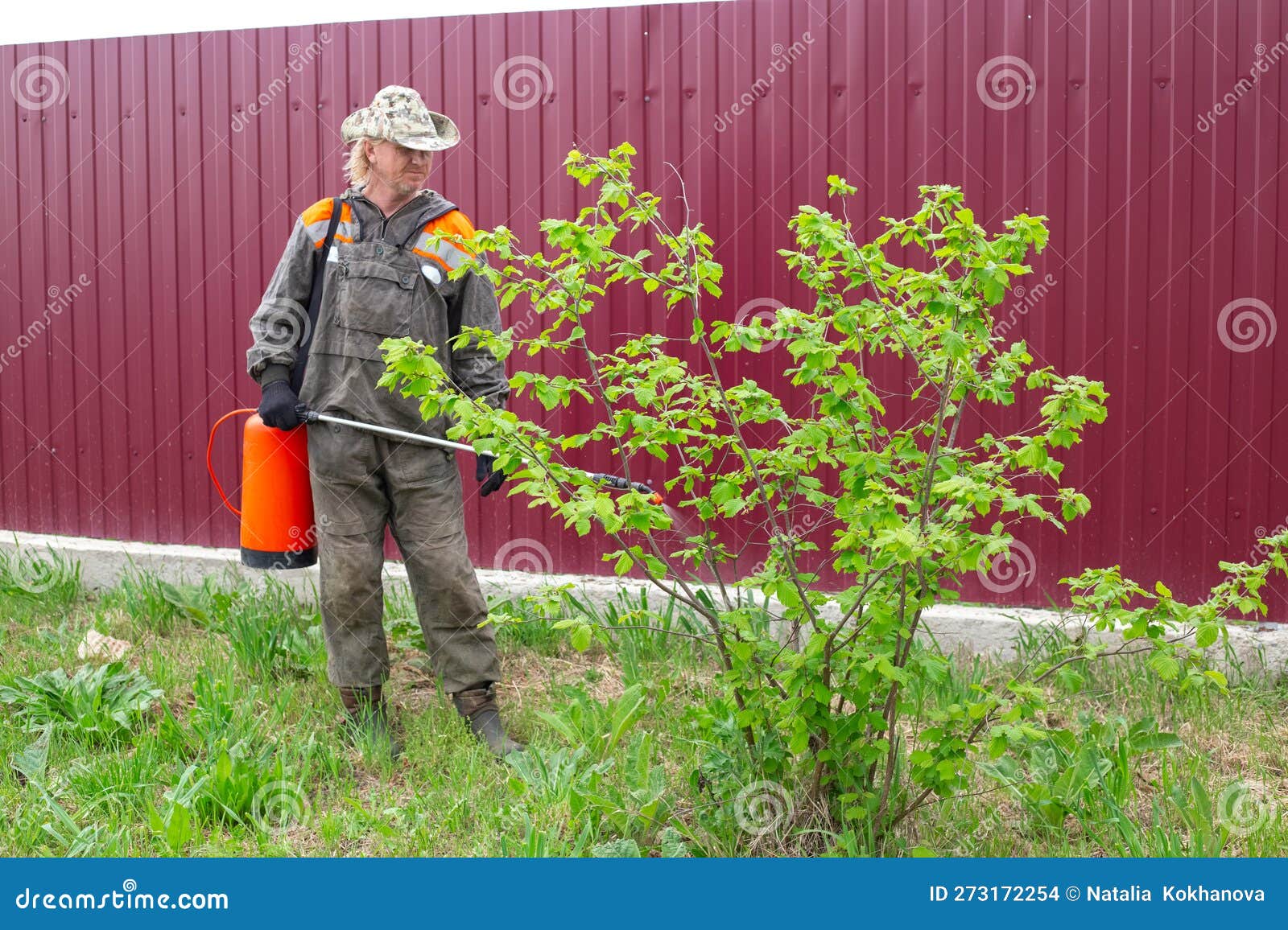 Man Treats Fruit Trees From Diseases And Insects Pests In The Garden