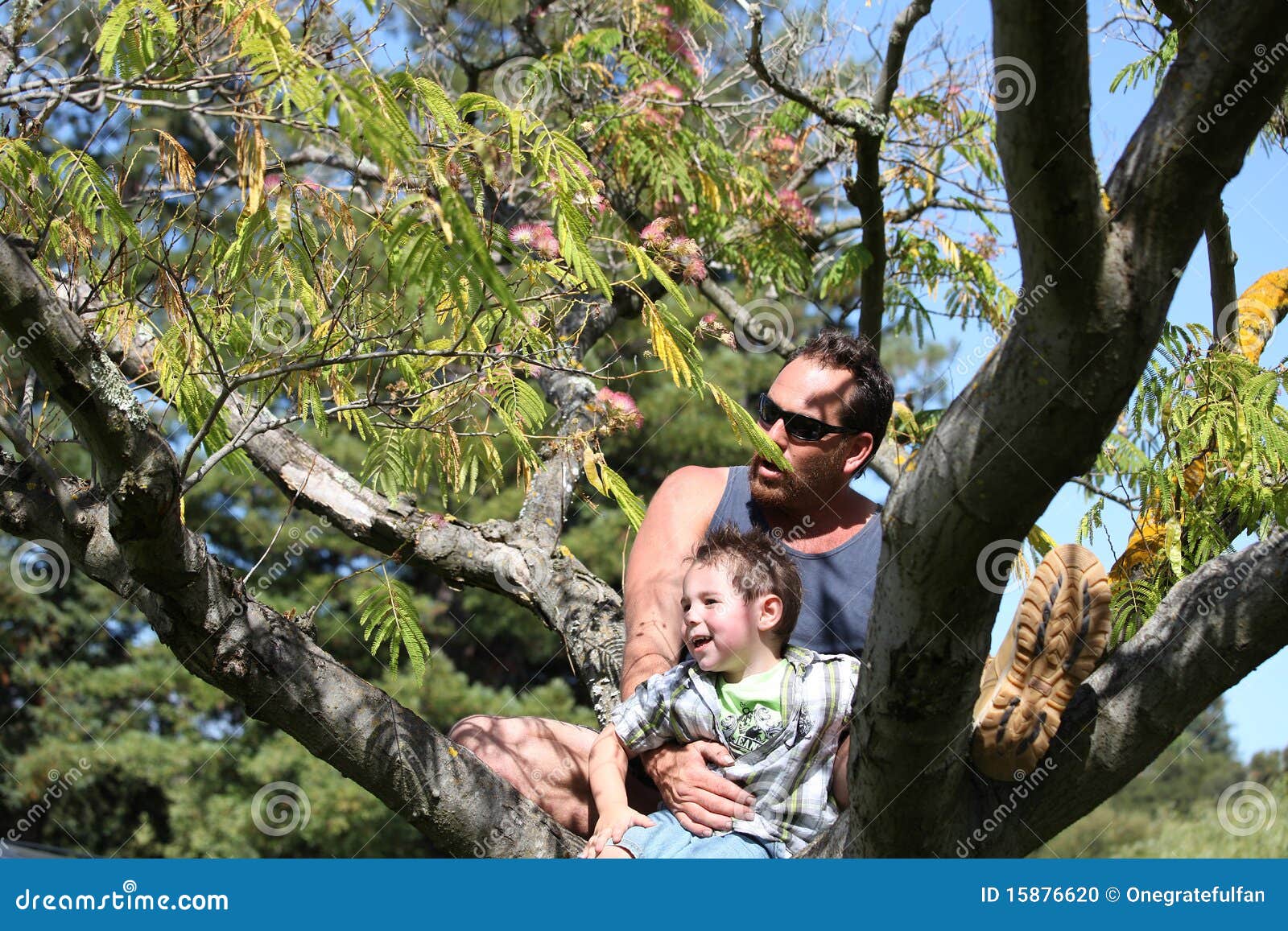 Man in tree stock photo. Image of male, casual, offspring - 15876620