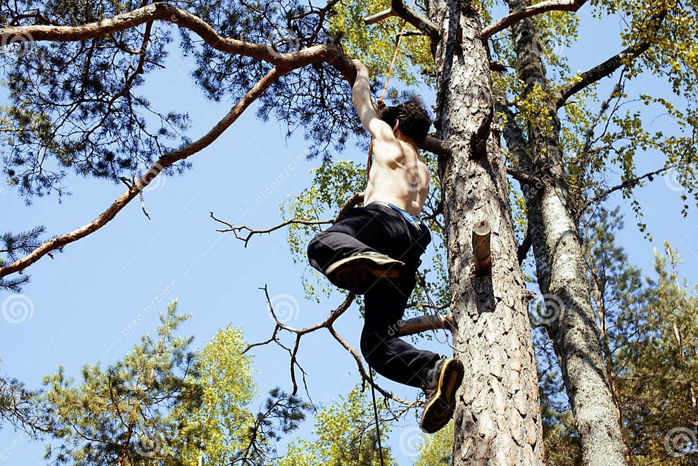 Man on tree stock image. Image of danger, objects, cutting - 40994489
