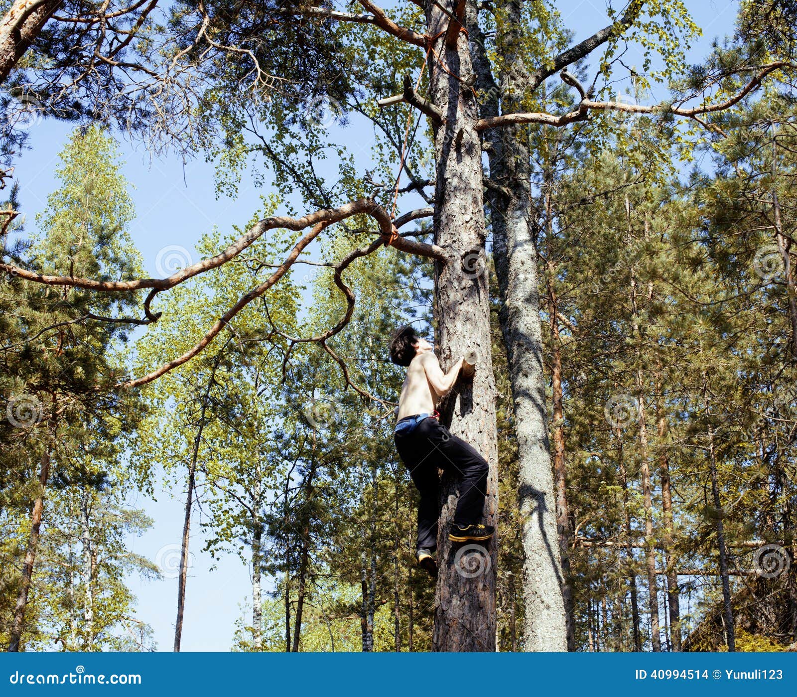 Man on tree stock photo. Image of cutting, high, green - 40994514