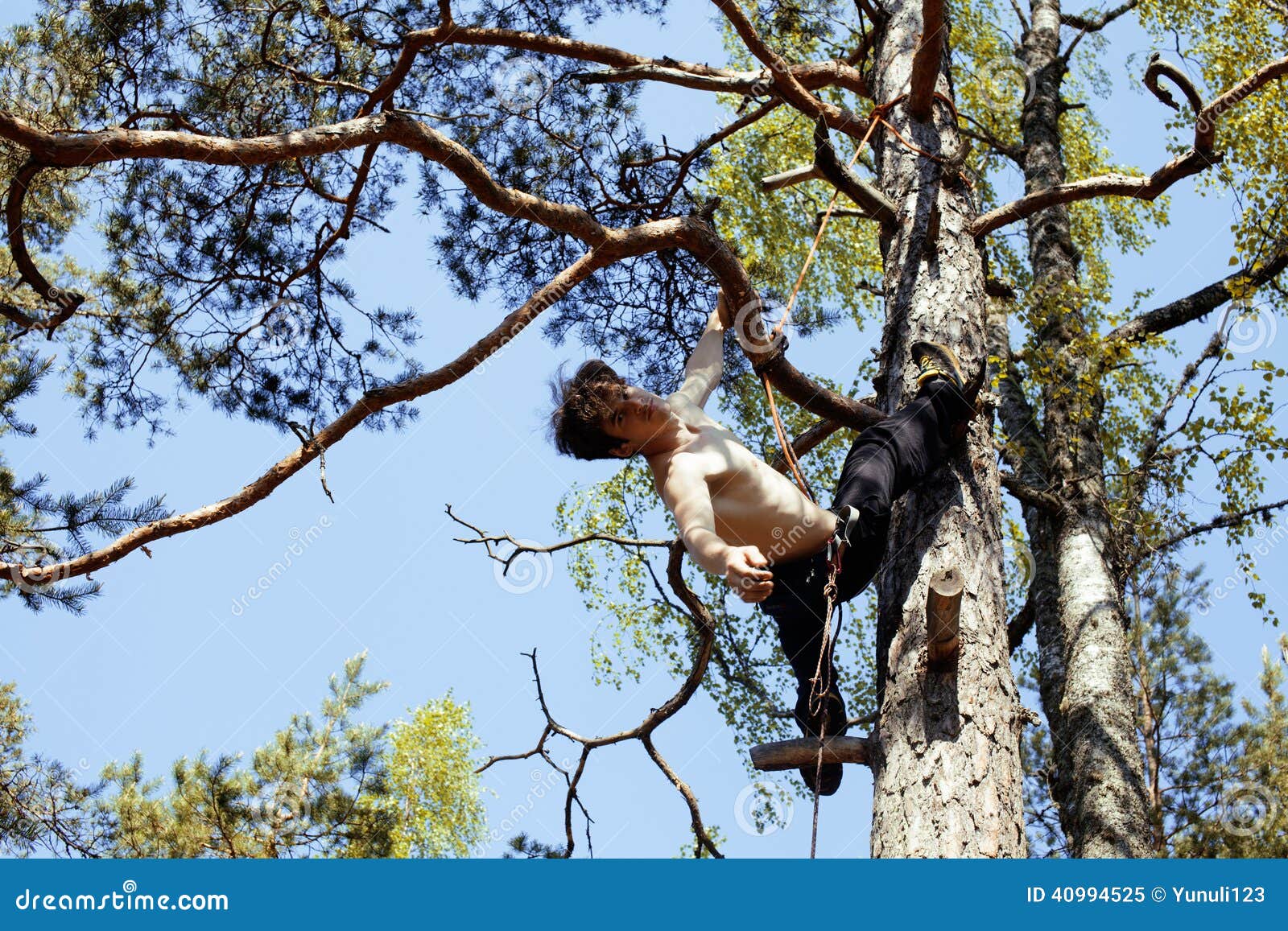 Man on tree stock image. Image of chop, forester, clambering - 40994525