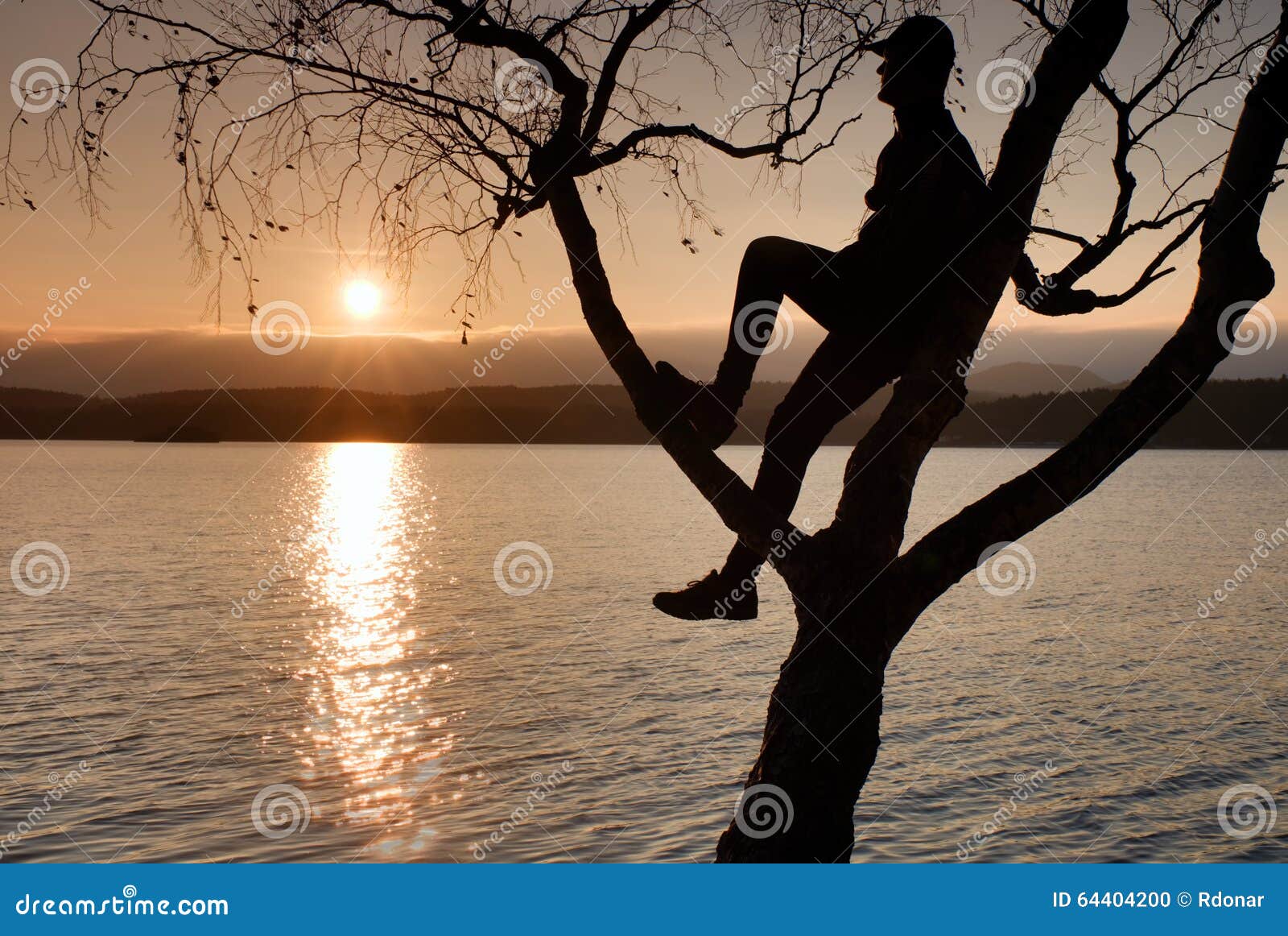 Man on Tree. Silhouette of Lone Man Sit on Branch of Birch Tree at ...