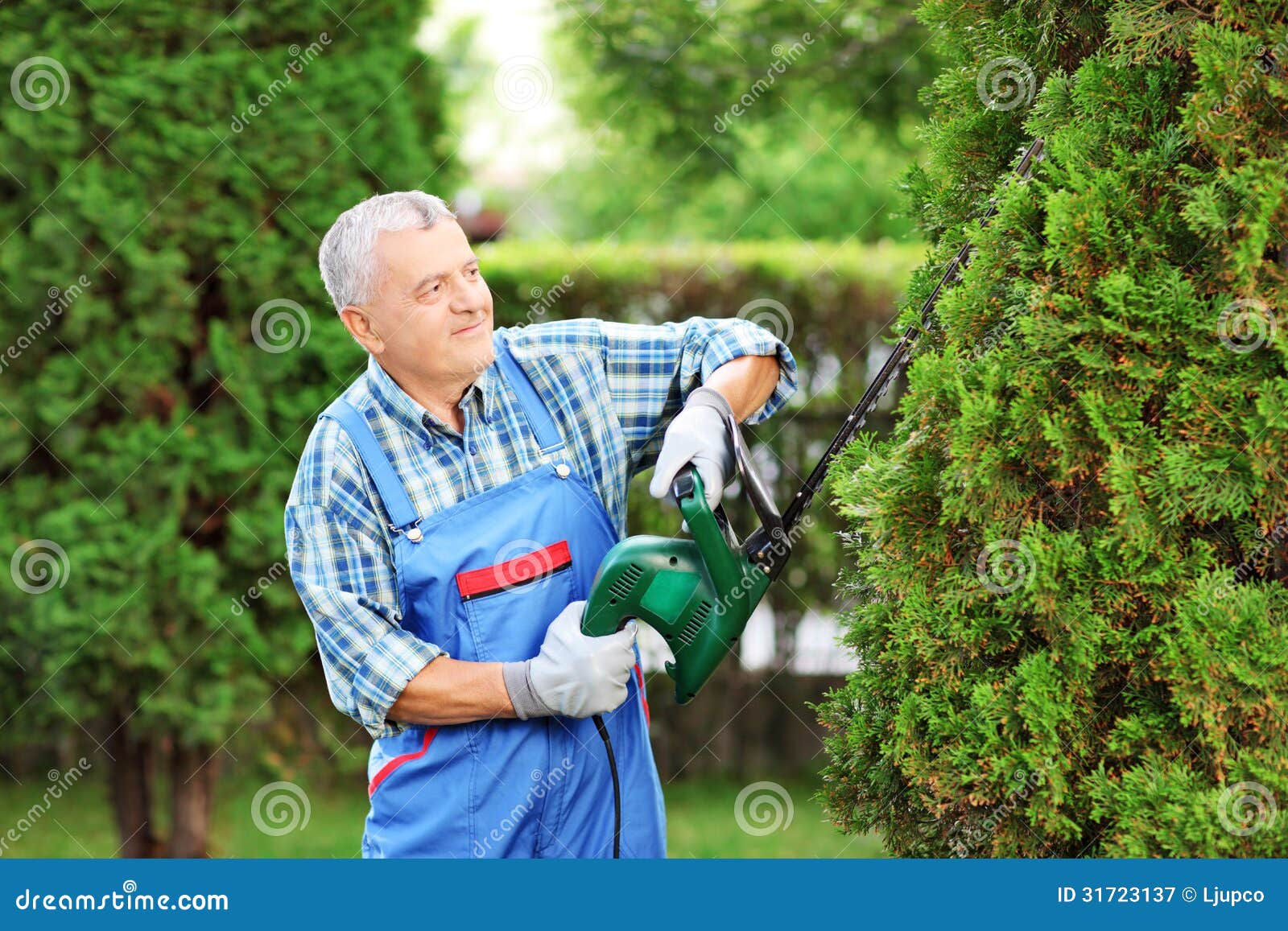 Man Trimming a Tree in a Garden Stock Image - Image of leisure ...