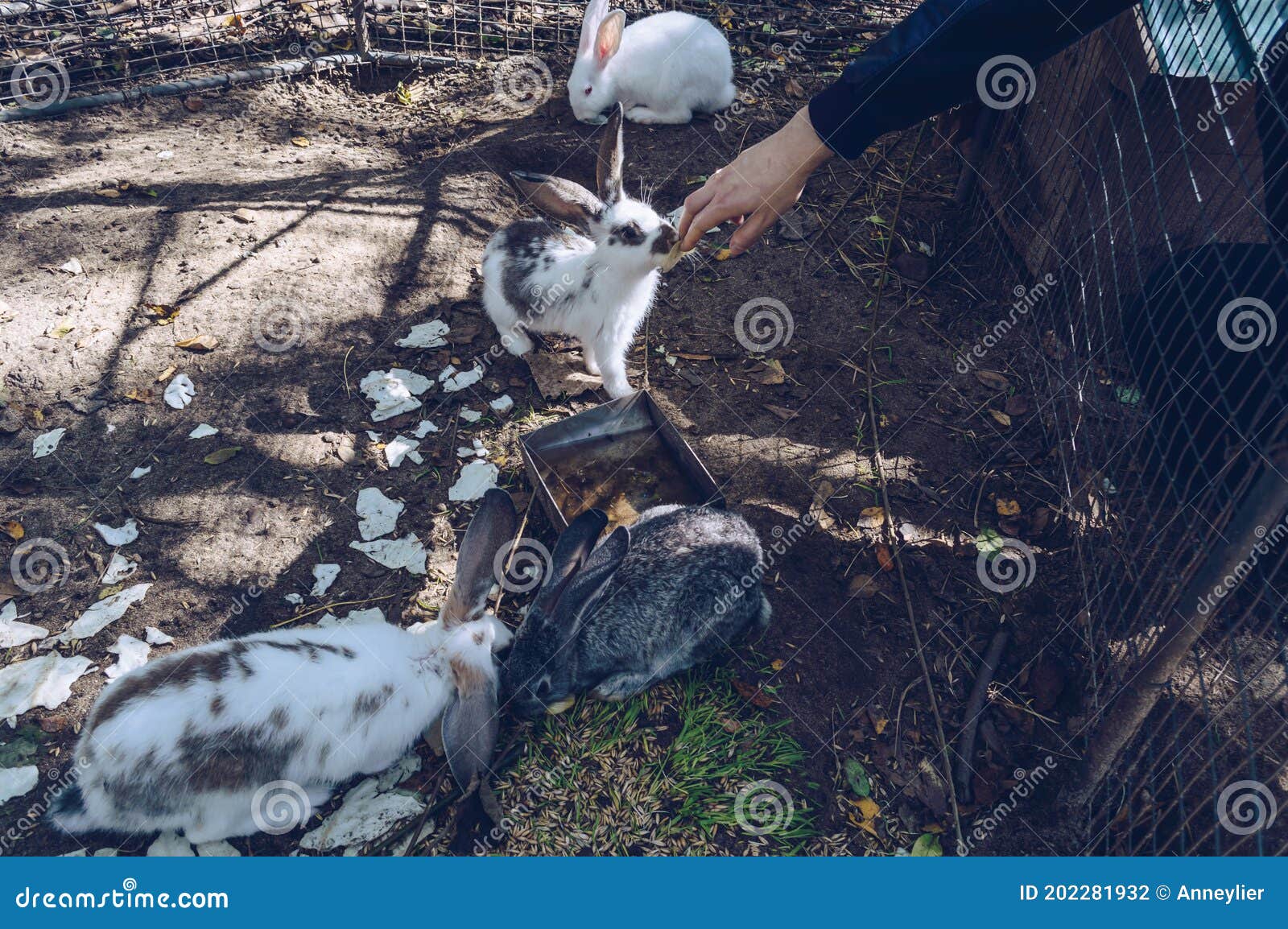 Man is Trying To Feed Rabbit Stock Photo - Image of countryside, ground ...